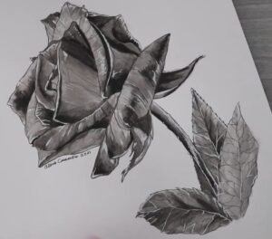 12 UNIQUE Rose Drawings Images (made by Hand)